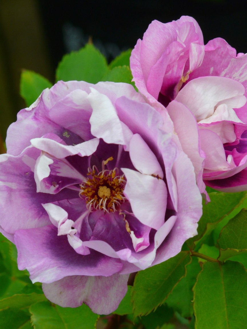 February made me shiver…. – The Teddington Gardener