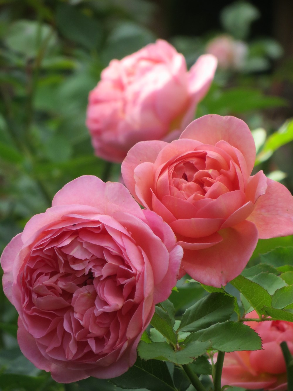 A History Lesson – The Teddington Gardener