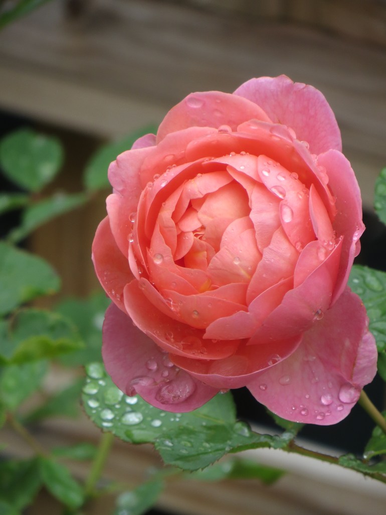 An English Rose… and another… – The Teddington Gardener