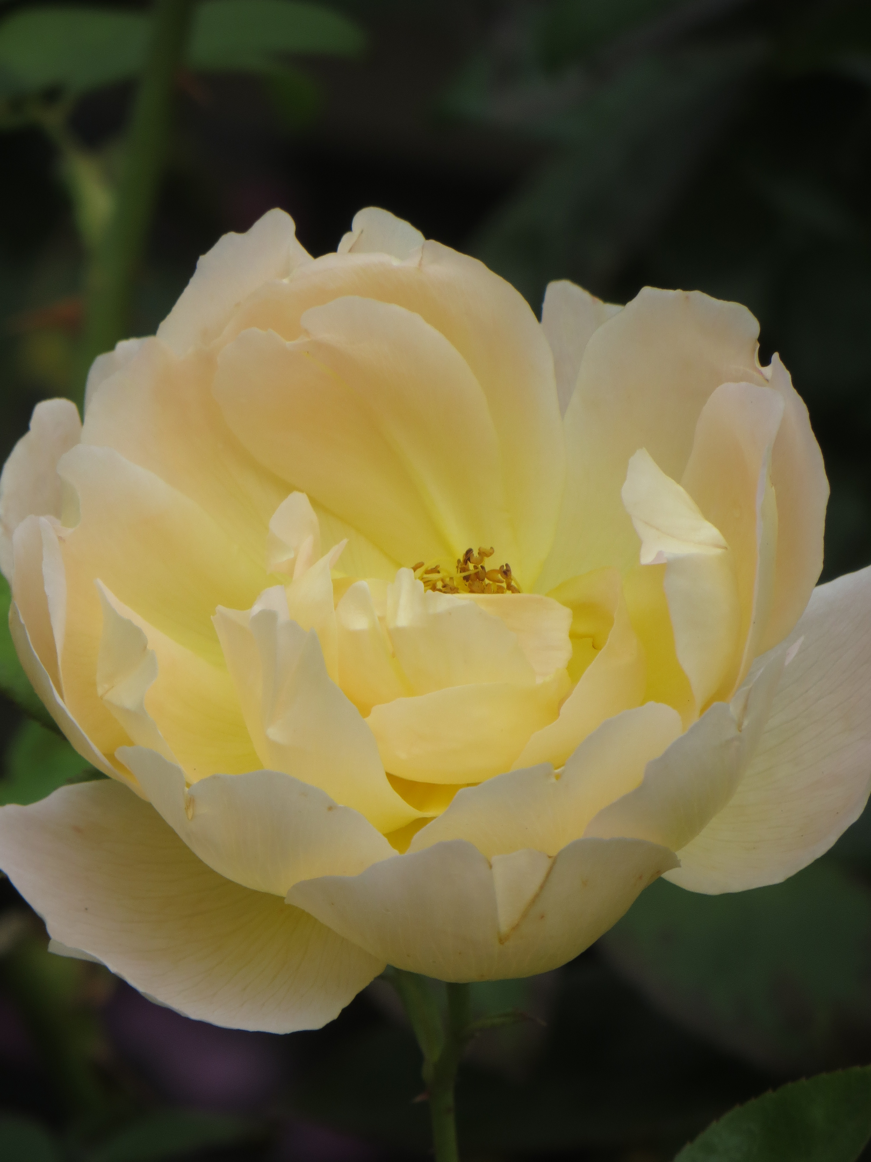 What a good year for the roses….. – The Teddington Gardener