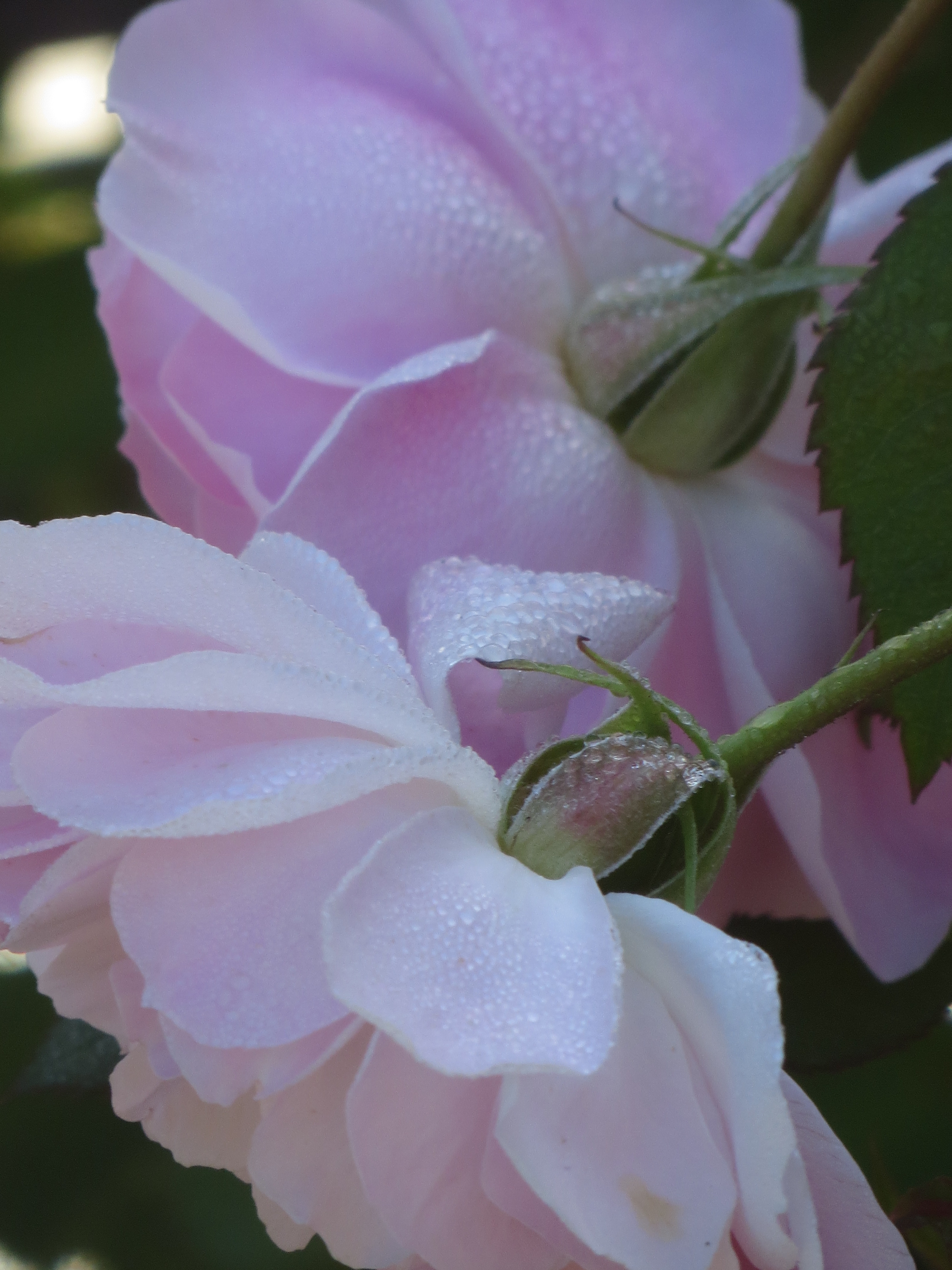 What a good year for the roses….. – The Teddington Gardener