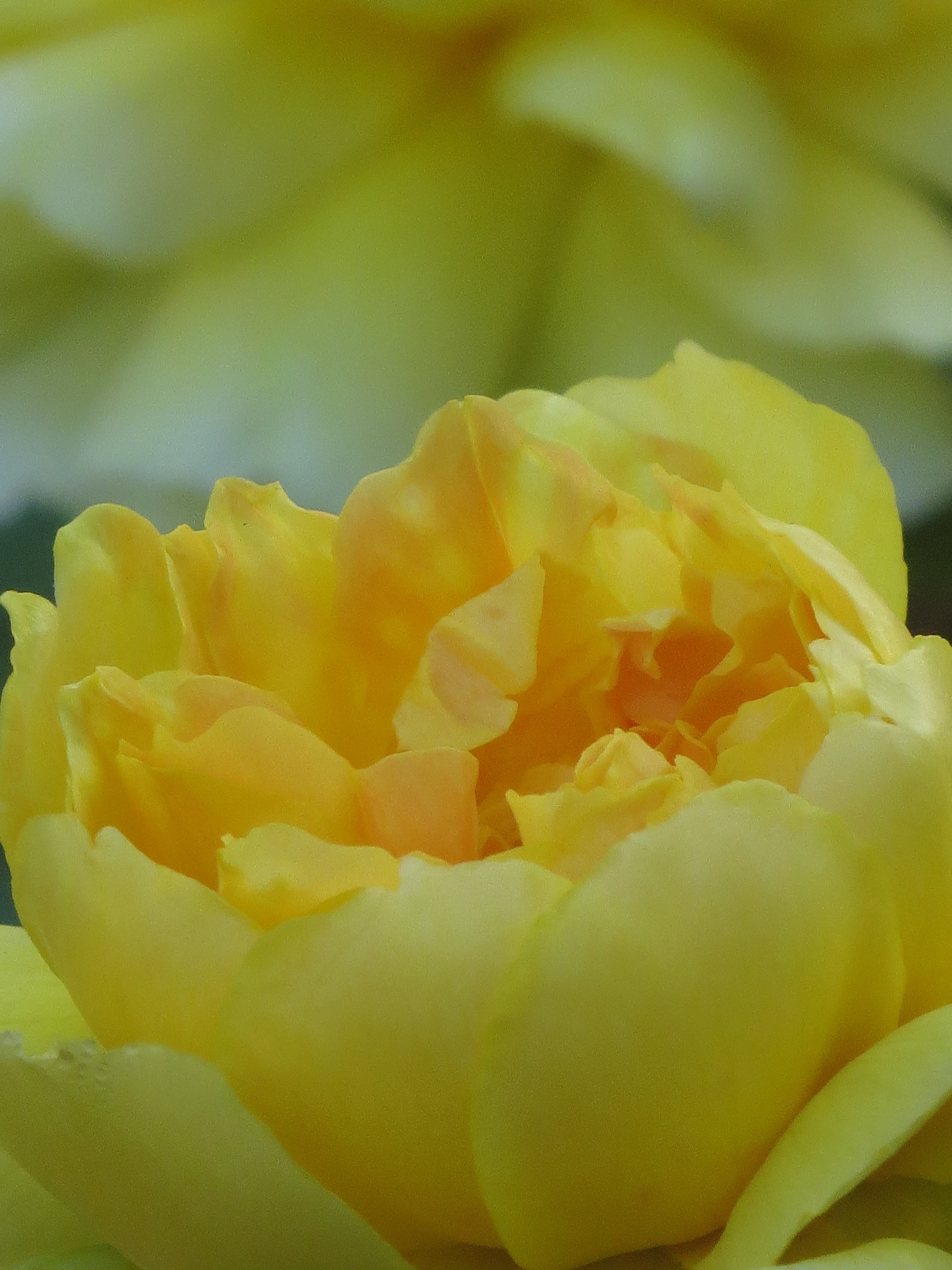 What a good year for the roses….. – The Teddington Gardener