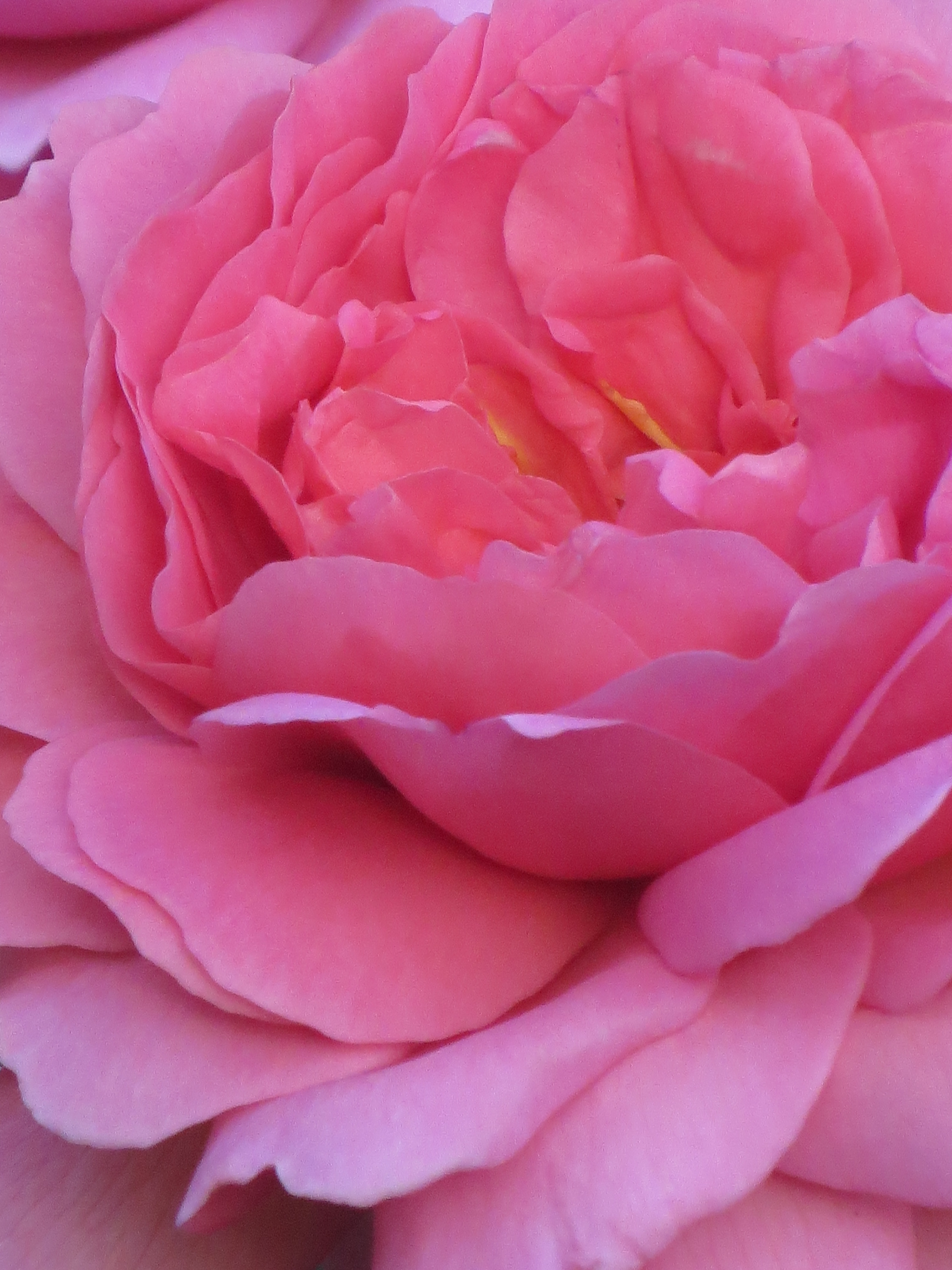 What a good year for the roses….. – The Teddington Gardener