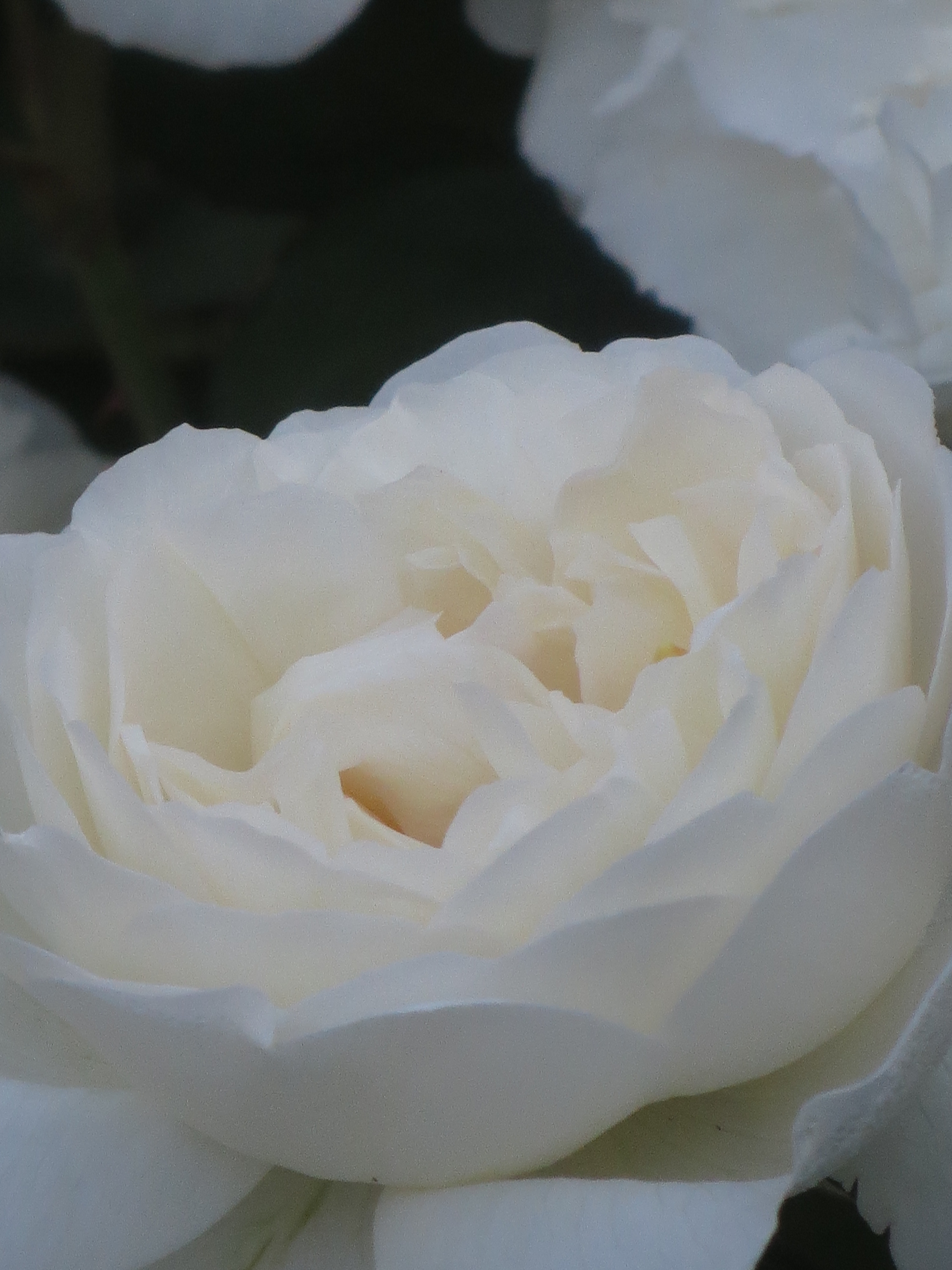 What a good year for the roses….. – The Teddington Gardener