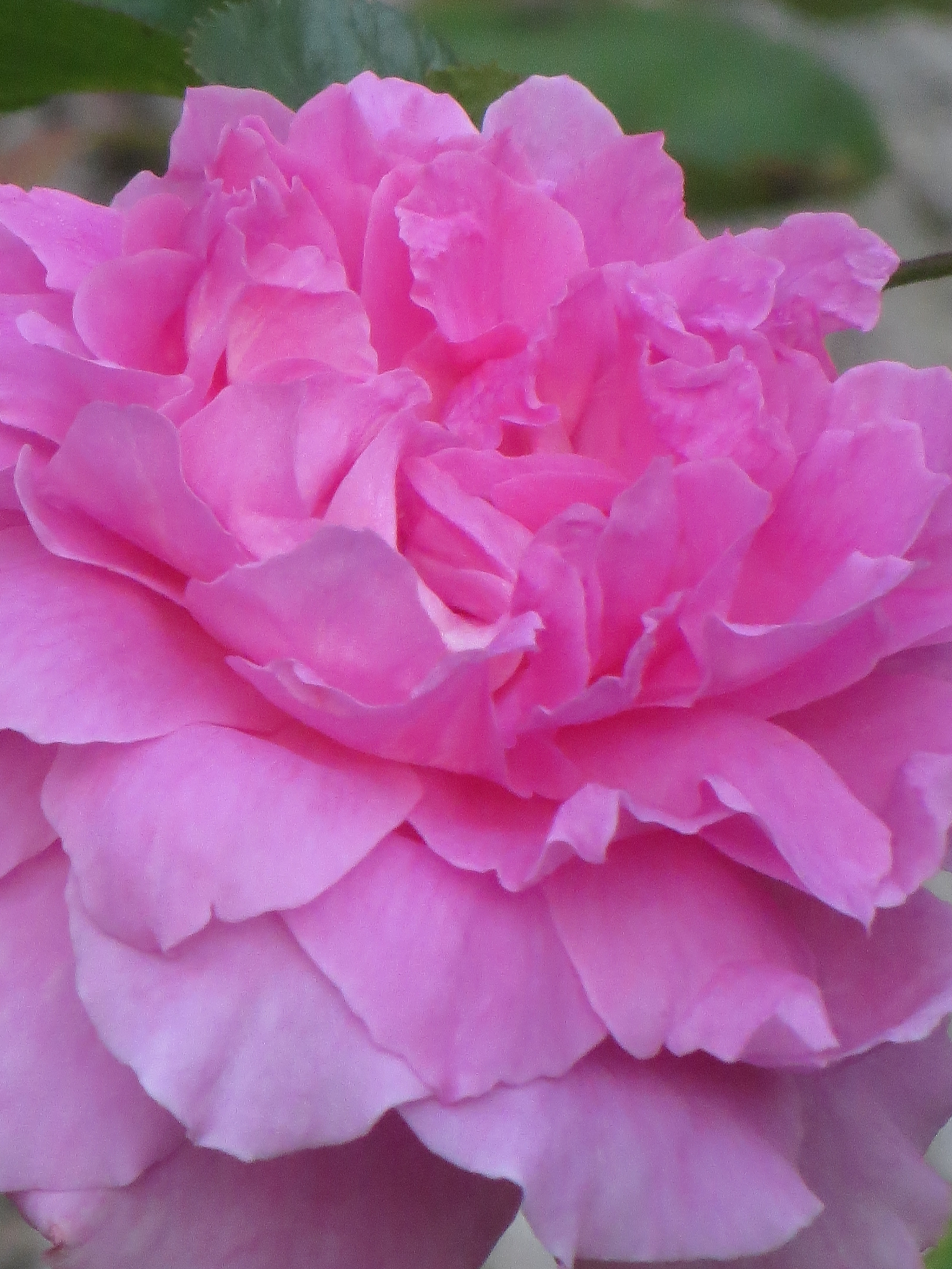 What a good year for the roses….. – The Teddington Gardener