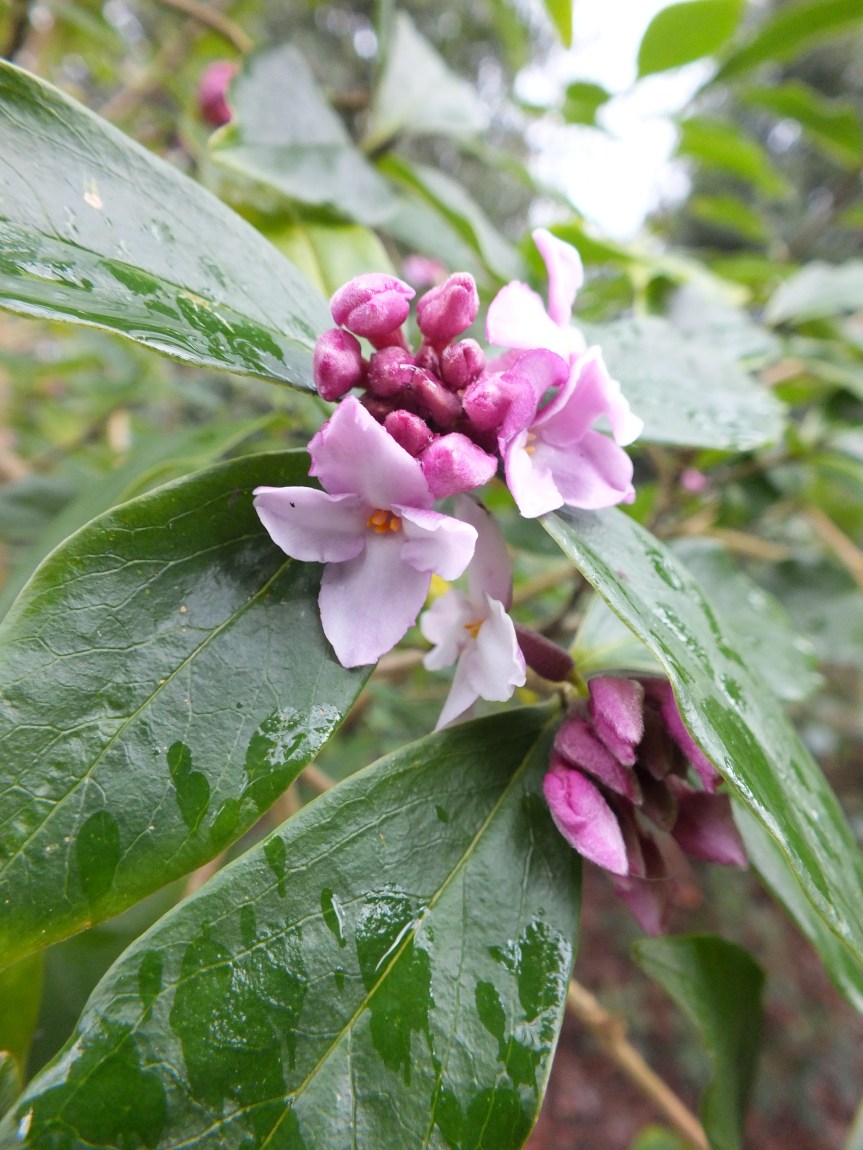 Daphne in the woodland gardens at RHS Wisley – The Teddington Gardener