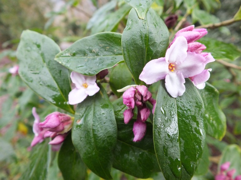 Daphne in the woodland gardens at RHS Wisley – The Teddington Gardener