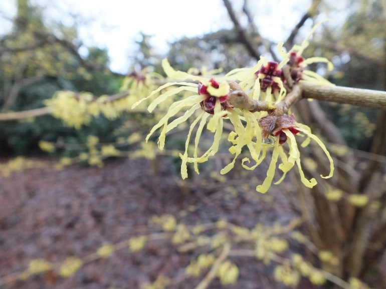 All about witch hazel – Hamamelis of every hue at RHS Wisley – The ...