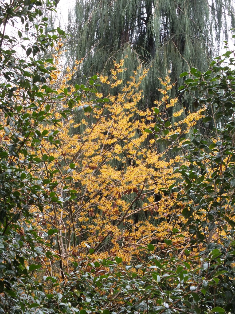 All about witch hazel – Hamamelis of every hue at RHS Wisley – The ...