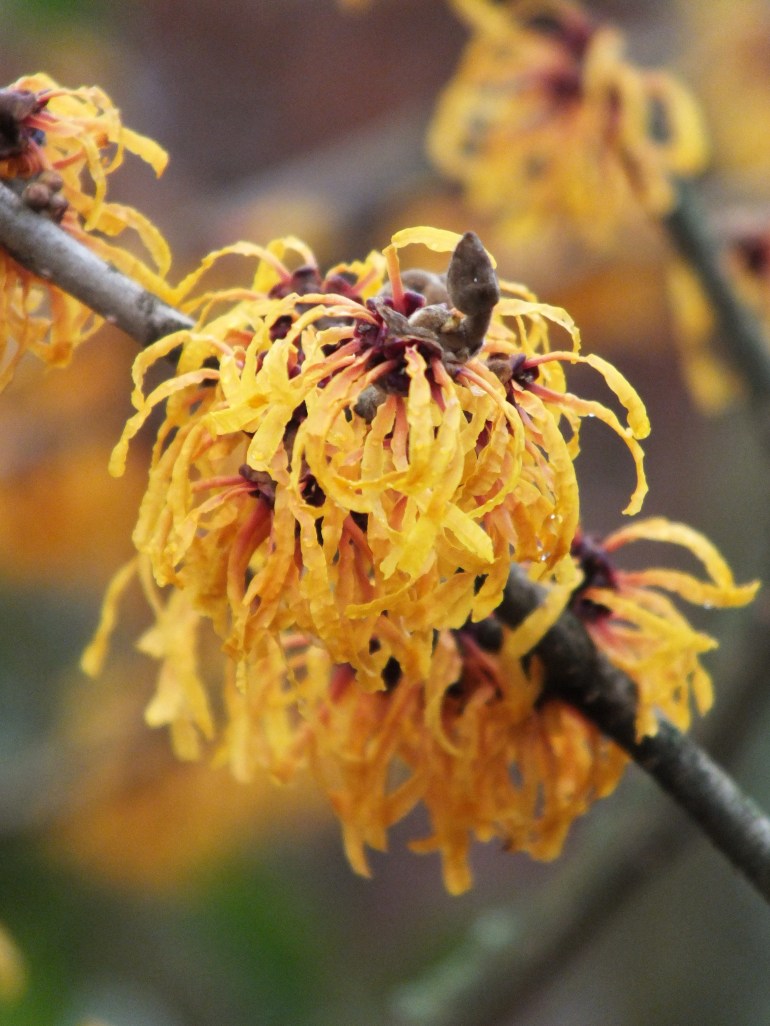 All about witch hazel – Hamamelis of every hue at RHS Wisley – The ...