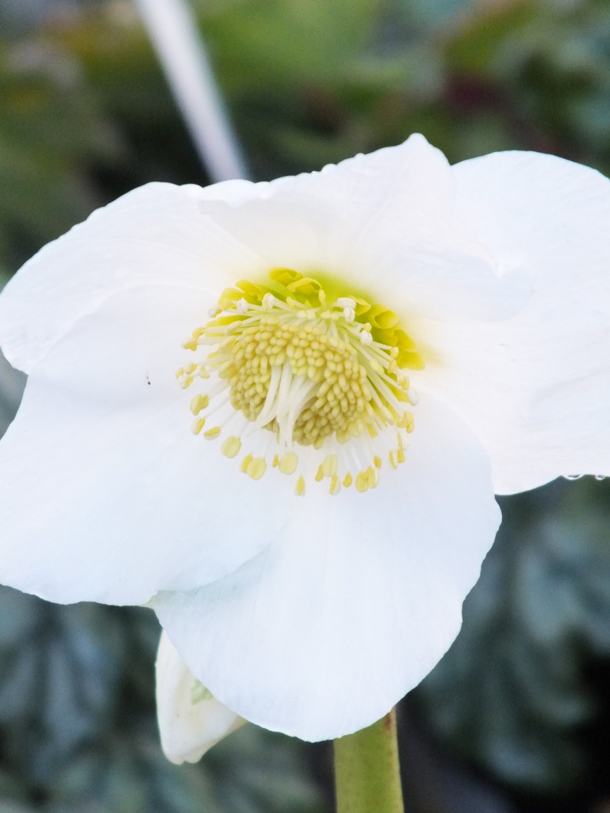 Cinnamon Snow, Snow Dance and Josef Lemper – Hellebore Gold – The ...
