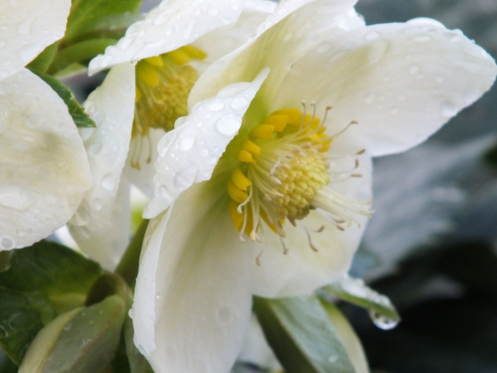 Ice Breaker Max… – The Teddington Gardener