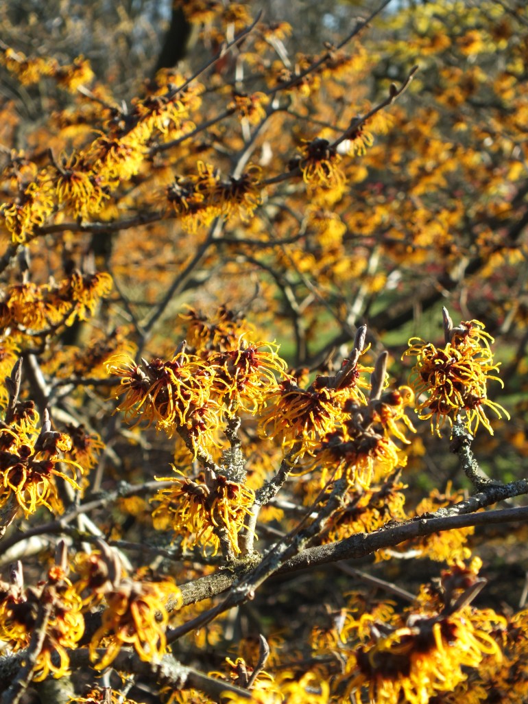 Bewitched… Hamamelis at Kew – The Teddington Gardener