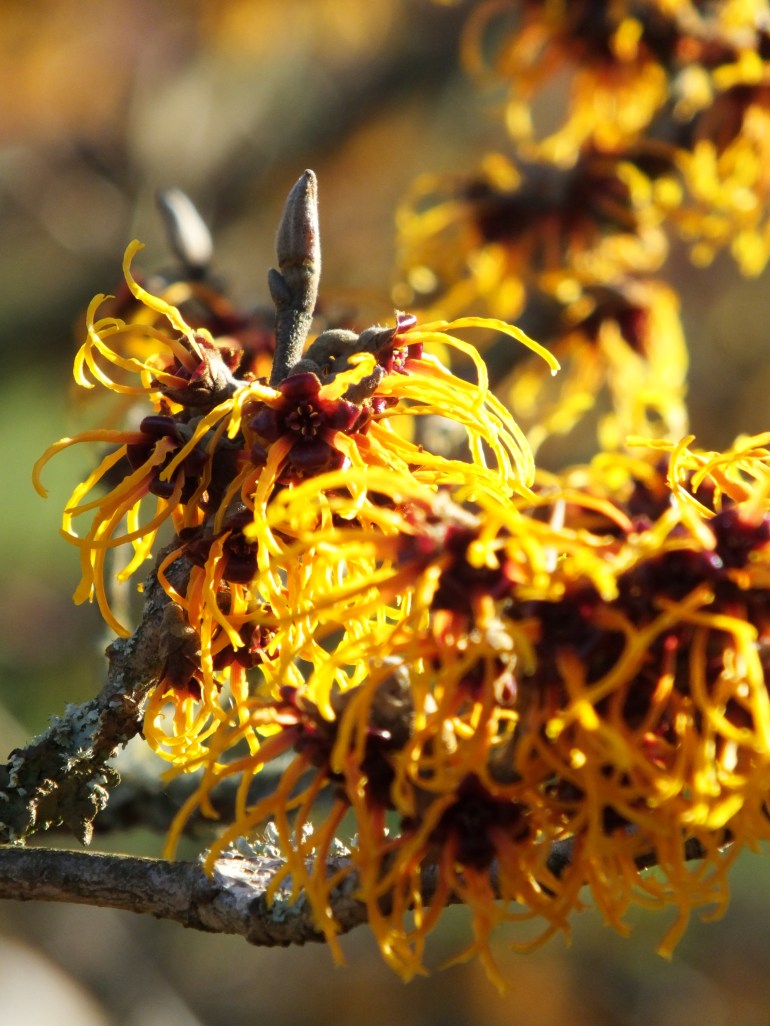 Bewitched… Hamamelis at Kew – The Teddington Gardener