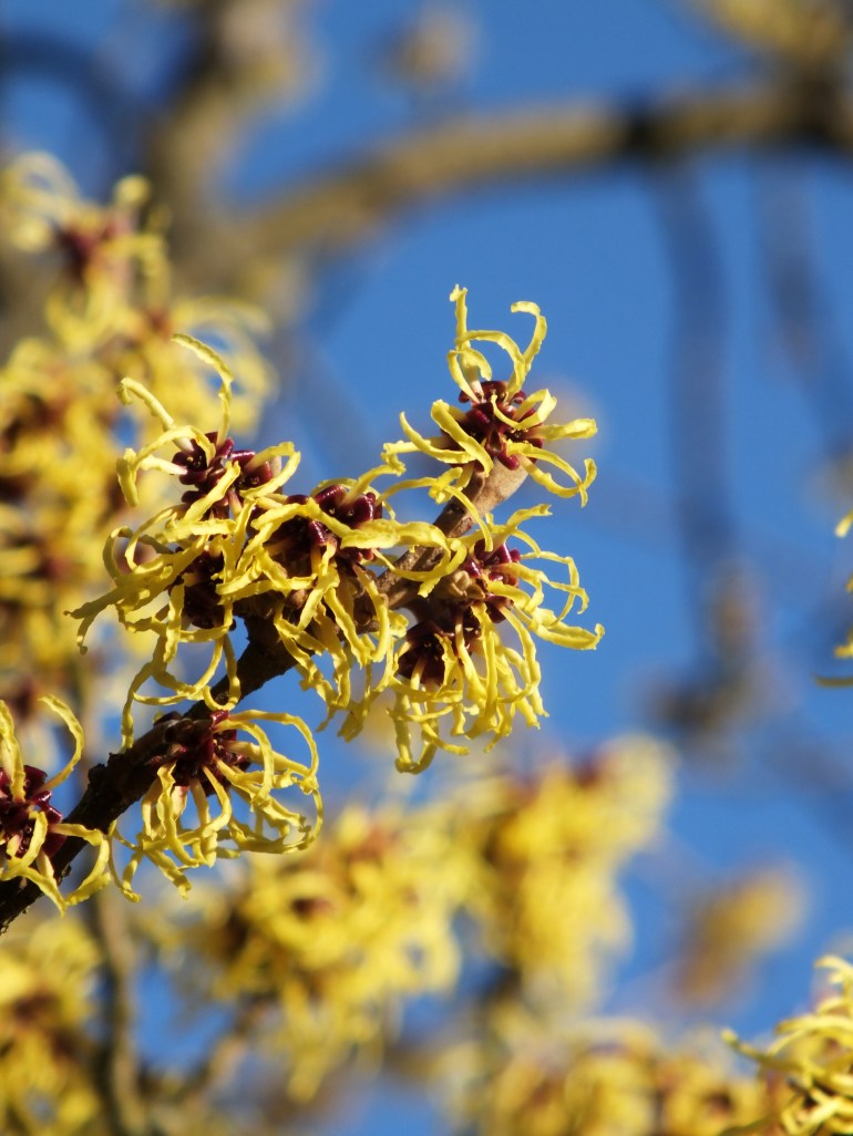 Bewitched… Hamamelis at Kew – The Teddington Gardener