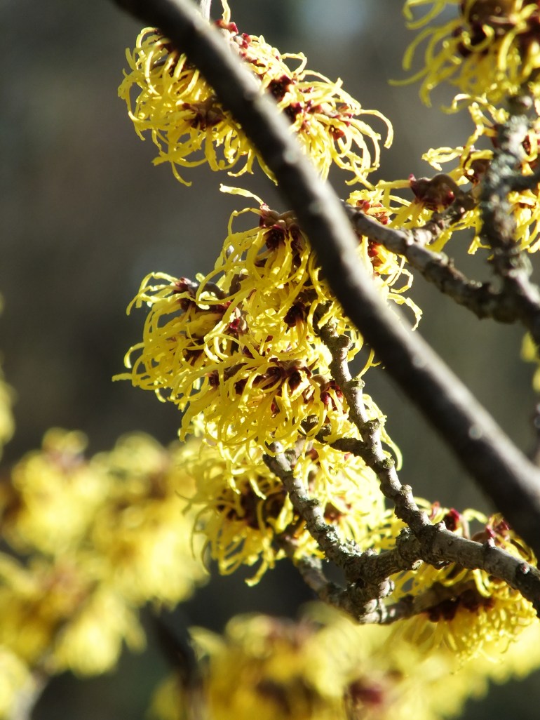 Bewitched… Hamamelis at Kew – The Teddington Gardener
