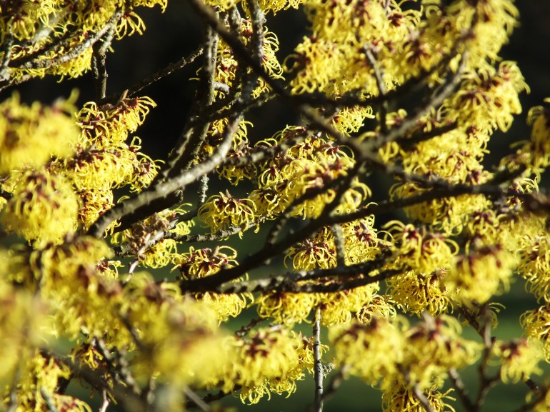 Bewitched… Hamamelis at Kew – The Teddington Gardener