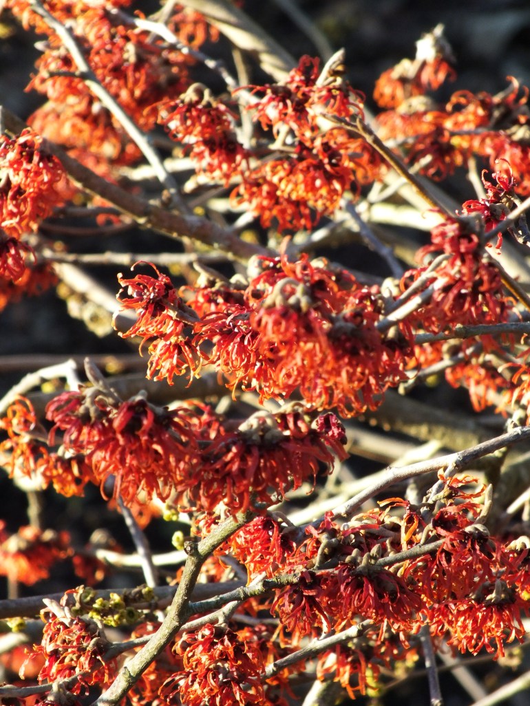 Bewitched… Hamamelis at Kew – The Teddington Gardener