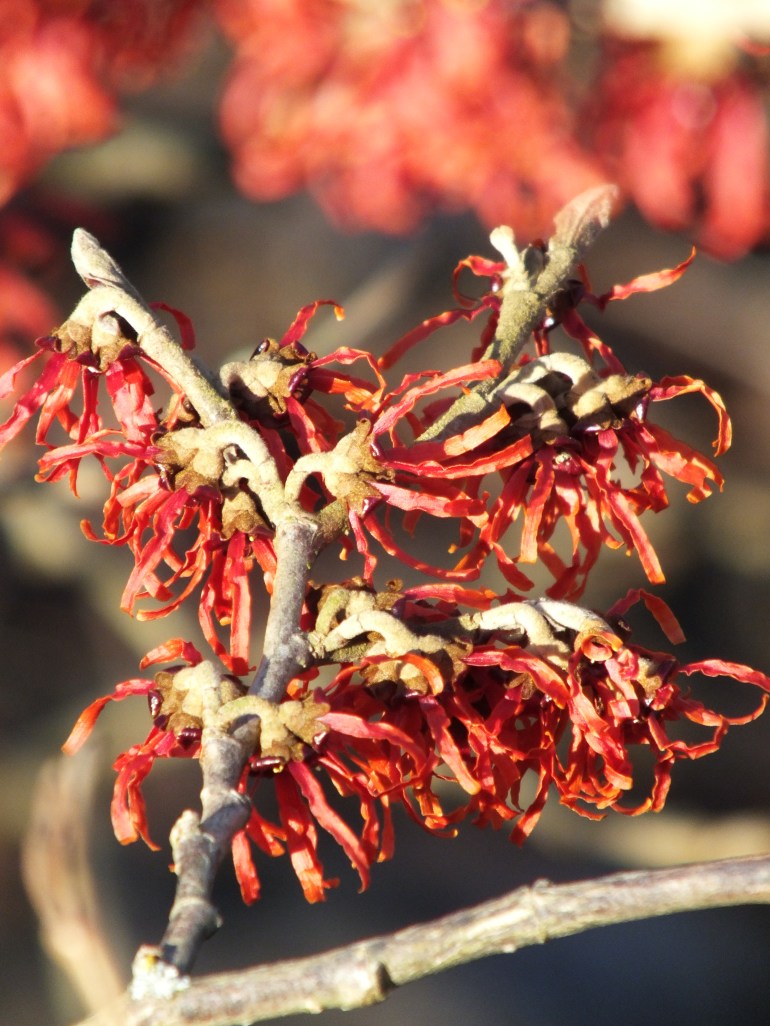 Bewitched… Hamamelis at Kew – The Teddington Gardener