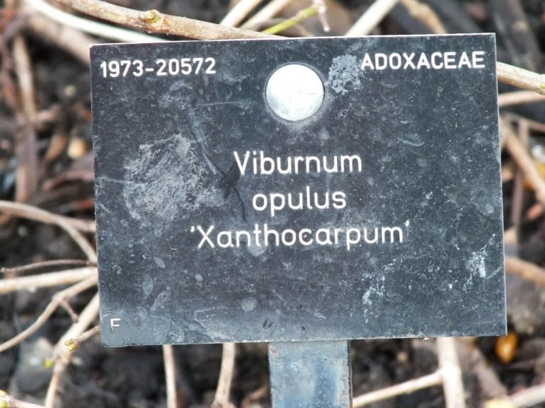 Golden fruit – Viburnum opulus ‘Xanthocarpum’ – The Teddington Gardener