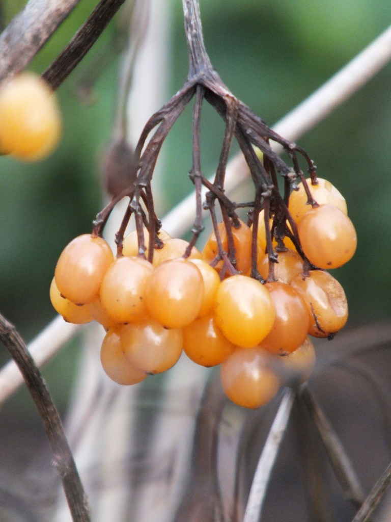 Golden fruit – Viburnum opulus ‘Xanthocarpum’ – The Teddington Gardener