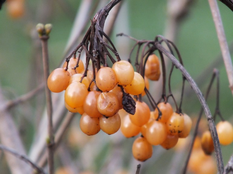 Golden fruit – Viburnum opulus ‘Xanthocarpum’ – The Teddington Gardener