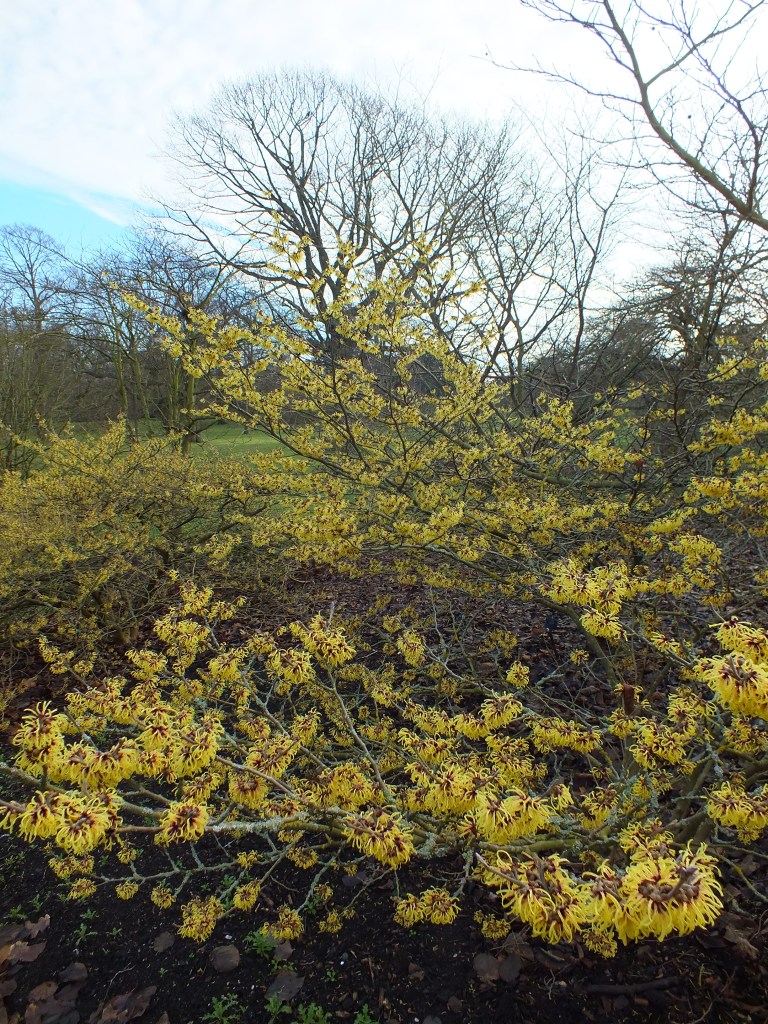 (More) Bewitched by Hamamelis at Kew… – The Teddington Gardener