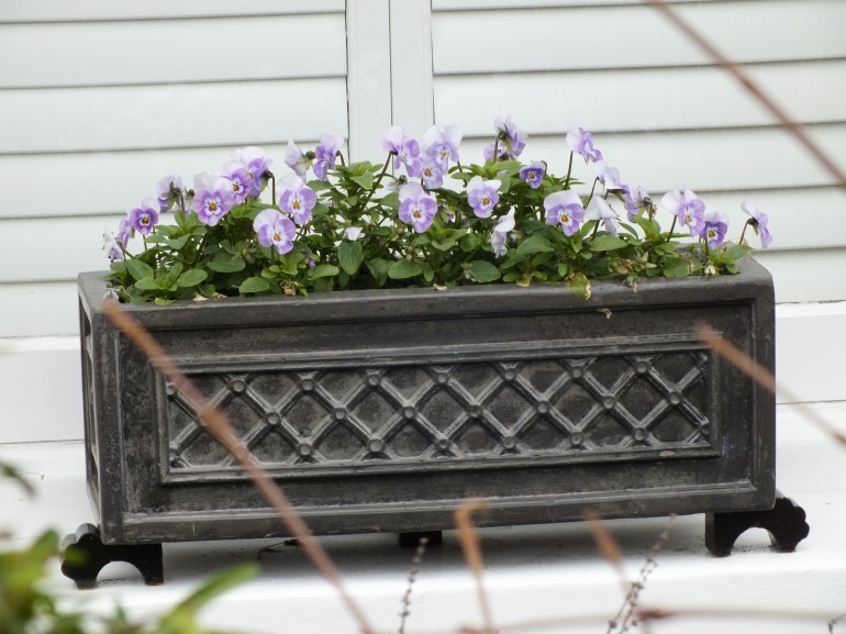 Plant Hunting in Teddington – The Teddington Gardener