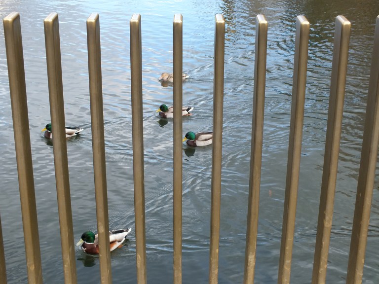 John Pawson’s serpentine Sackler Crossing (and ducks) – The Teddington ...