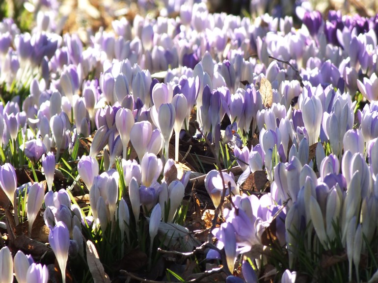 A timely guide to spring-flowering bulbs – choices, tips, techniques ...