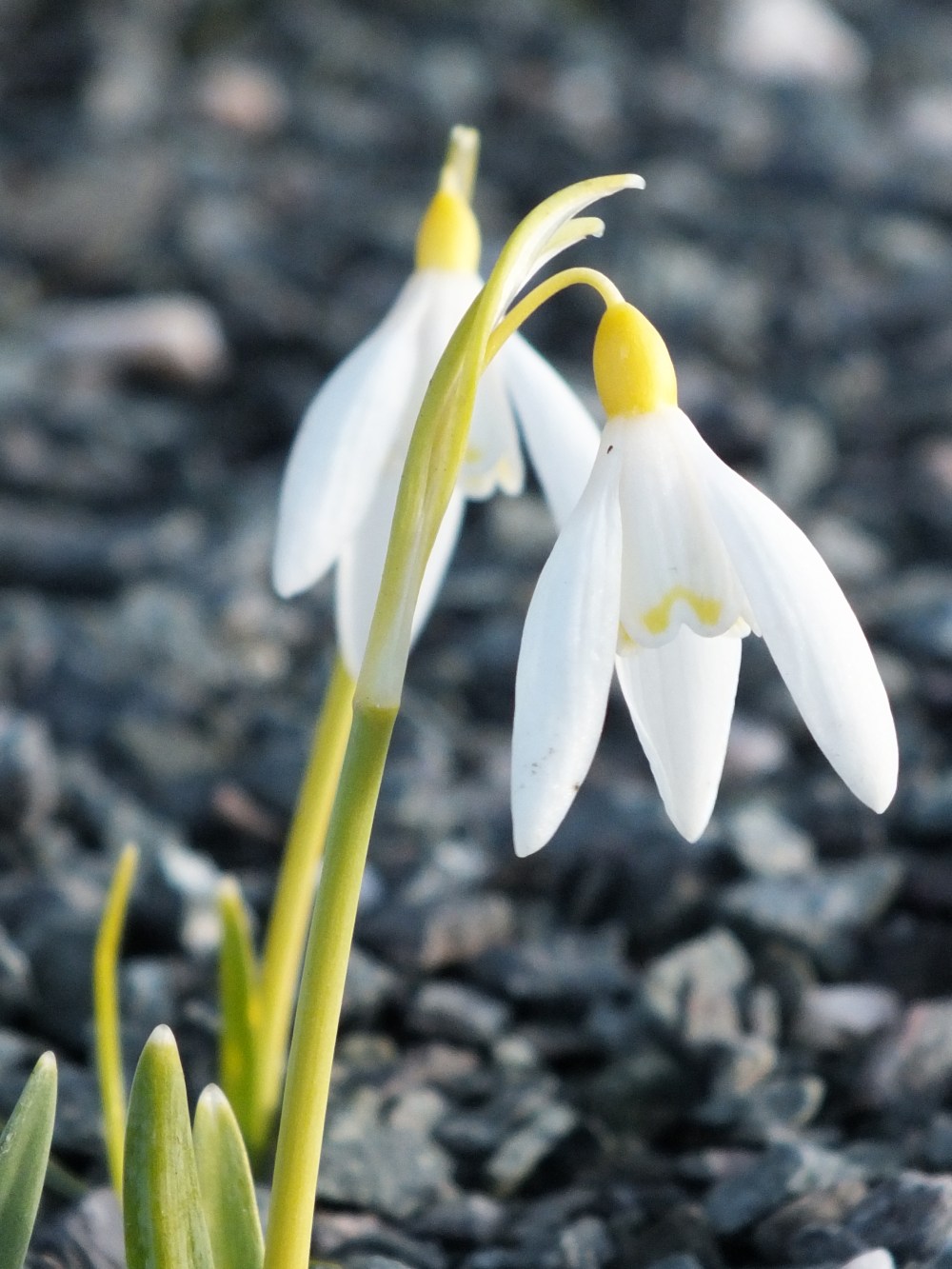 Golden Snowdrops – Galanthus nivalis ‘Sandersii’ – The Teddington Gardener