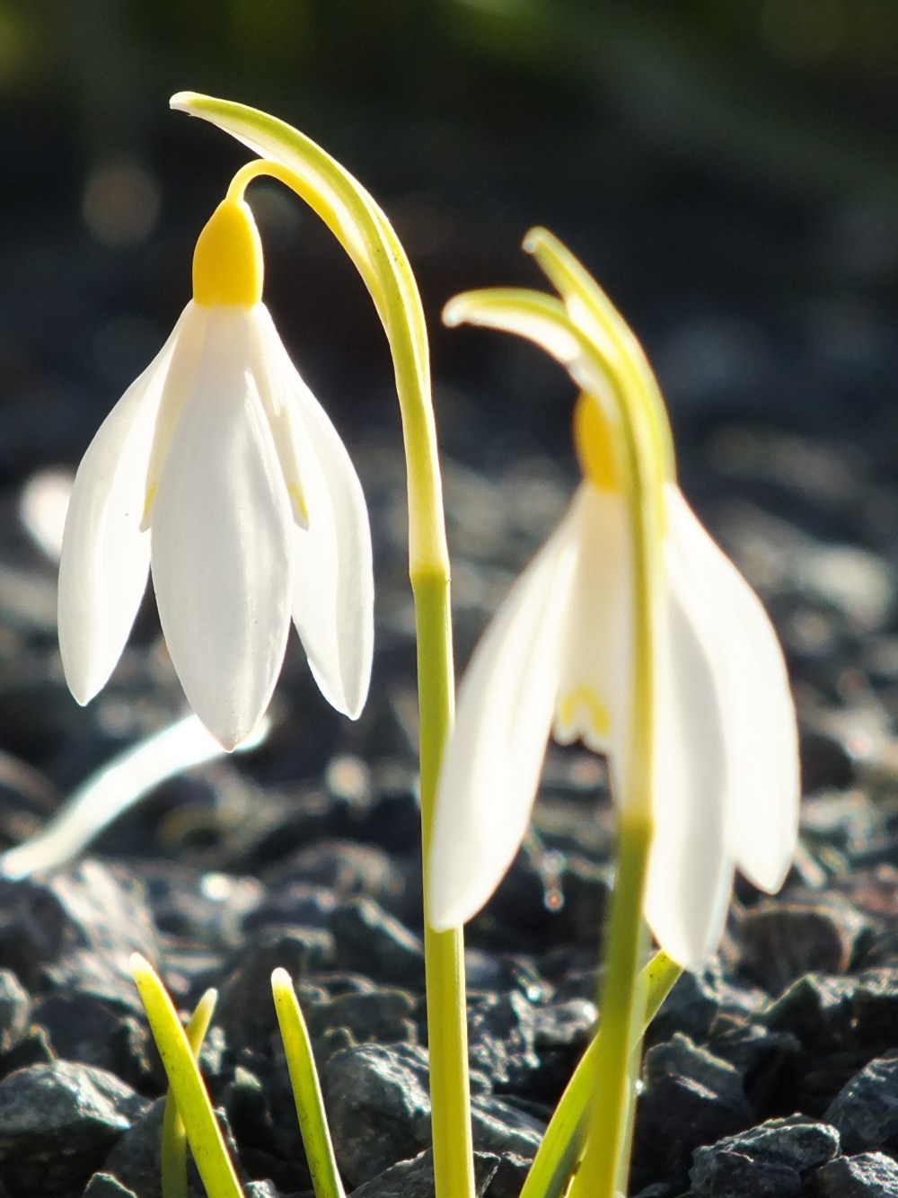 Golden Snowdrops – Galanthus nivalis ‘Sandersii’ – The Teddington Gardener