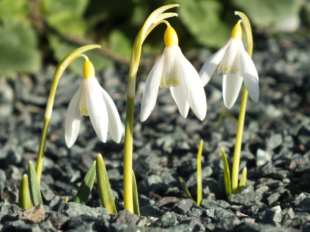 Golden Snowdrops – Galanthus nivalis ‘Sandersii’ – The Teddington Gardener
