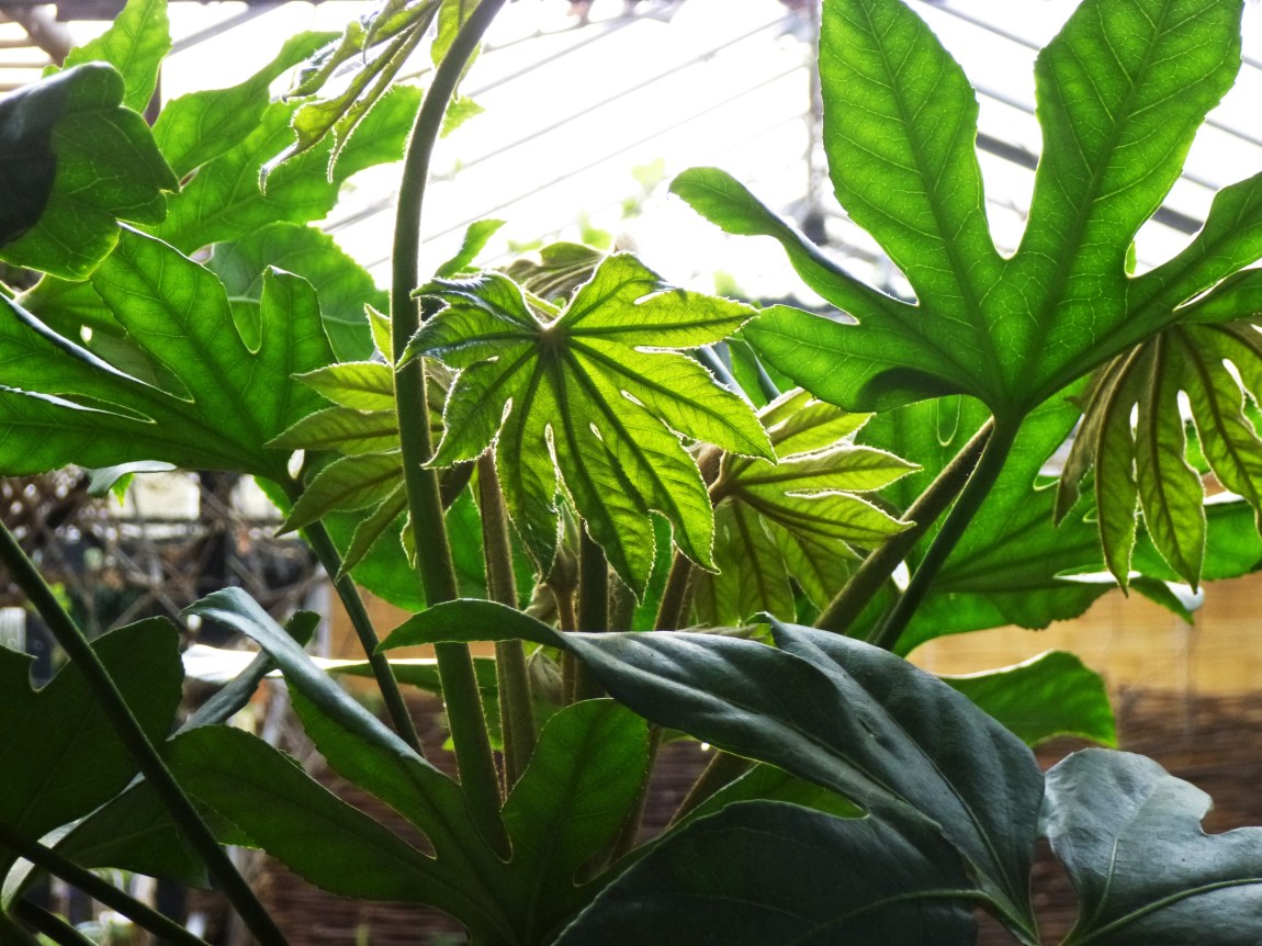 Fatsia japonica – one of the most striking and ornamental of all hardy ...