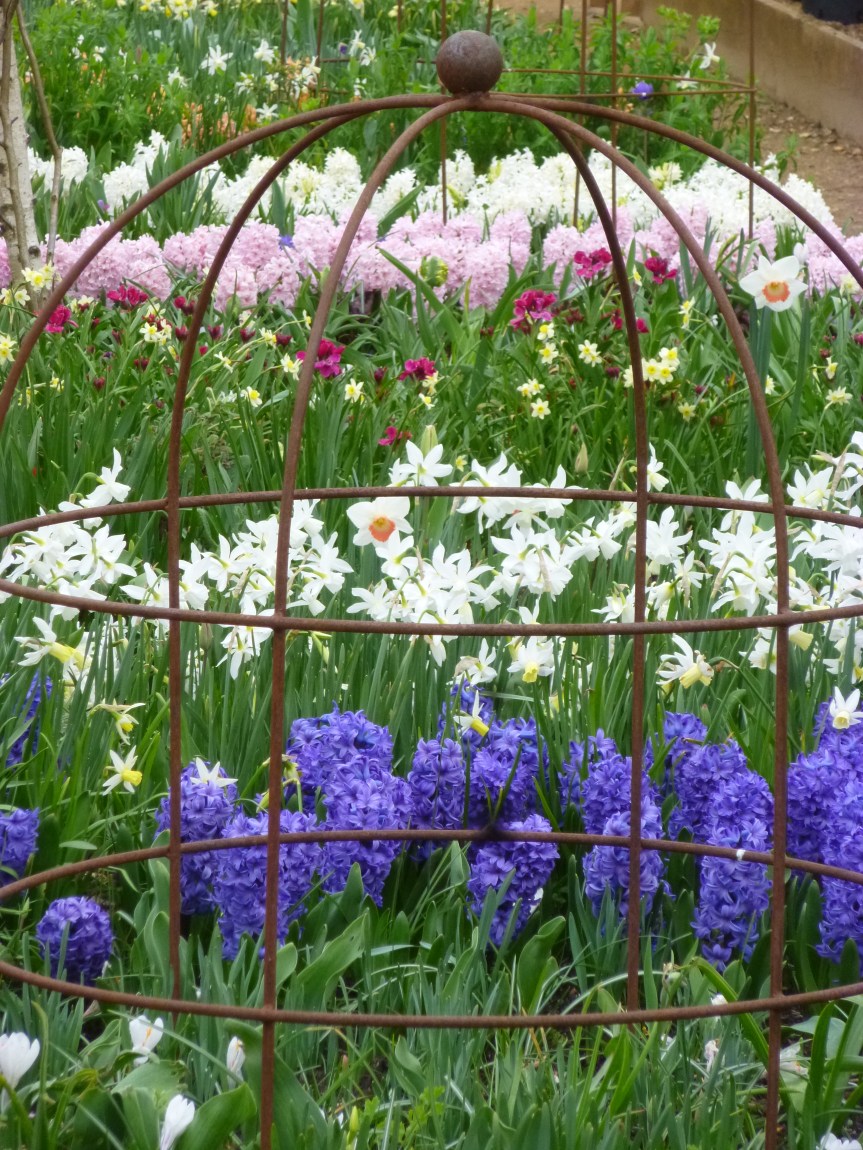 Delighting in a Petersham Spring Garden – The Teddington Gardener