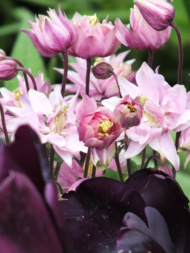 Petersham House – my first look at the gardens – The Teddington Gardener