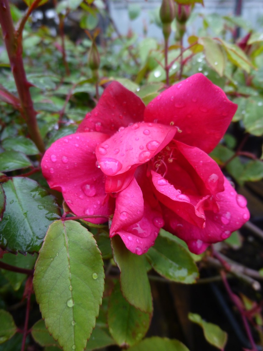 Bengal Beauty – A First Class Rose with First Prize for the First ...