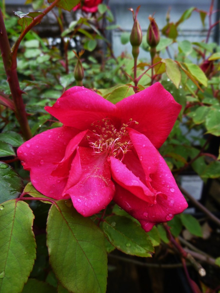 Bengal Beauty – A First Class Rose with First Prize for the First ...
