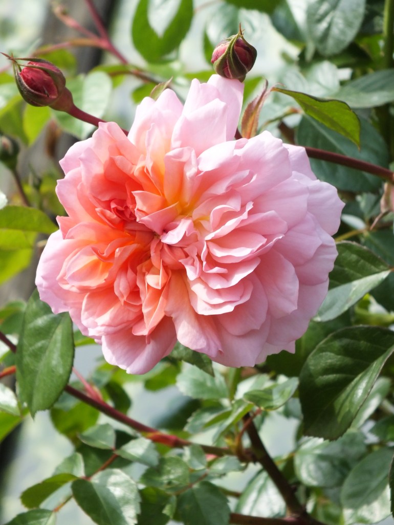 Roses, all the way – and a piece of Chelsea Fringe at Petersham ...