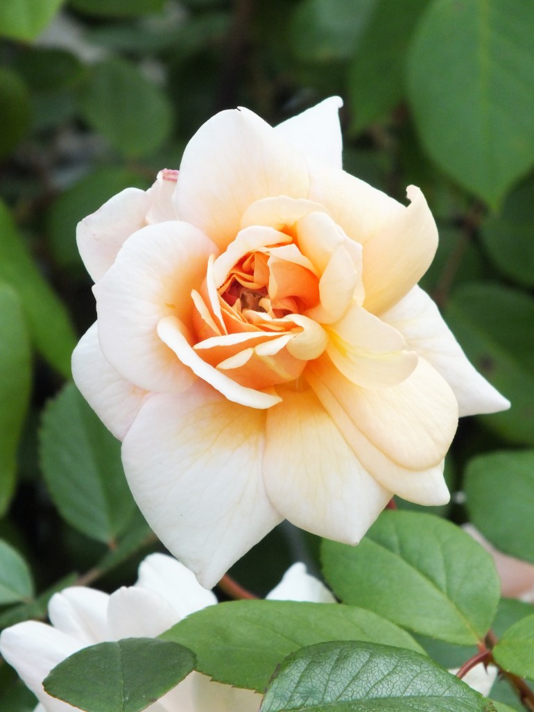 Roses, all the way – and a piece of Chelsea Fringe at Petersham ...