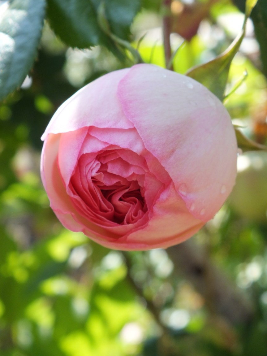 Roses, all the way – and a piece of Chelsea Fringe at Petersham ...
