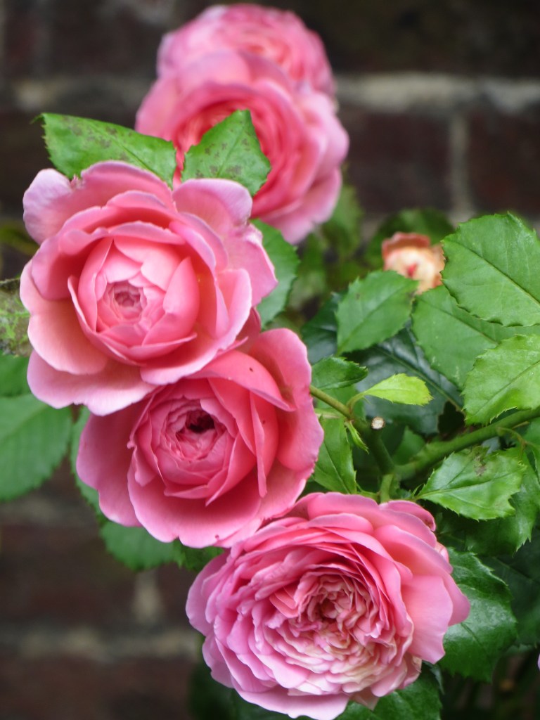 Old Rose, Tea, Fruit, Musk, Myrrh – fragrance & unlocking the secrets ...