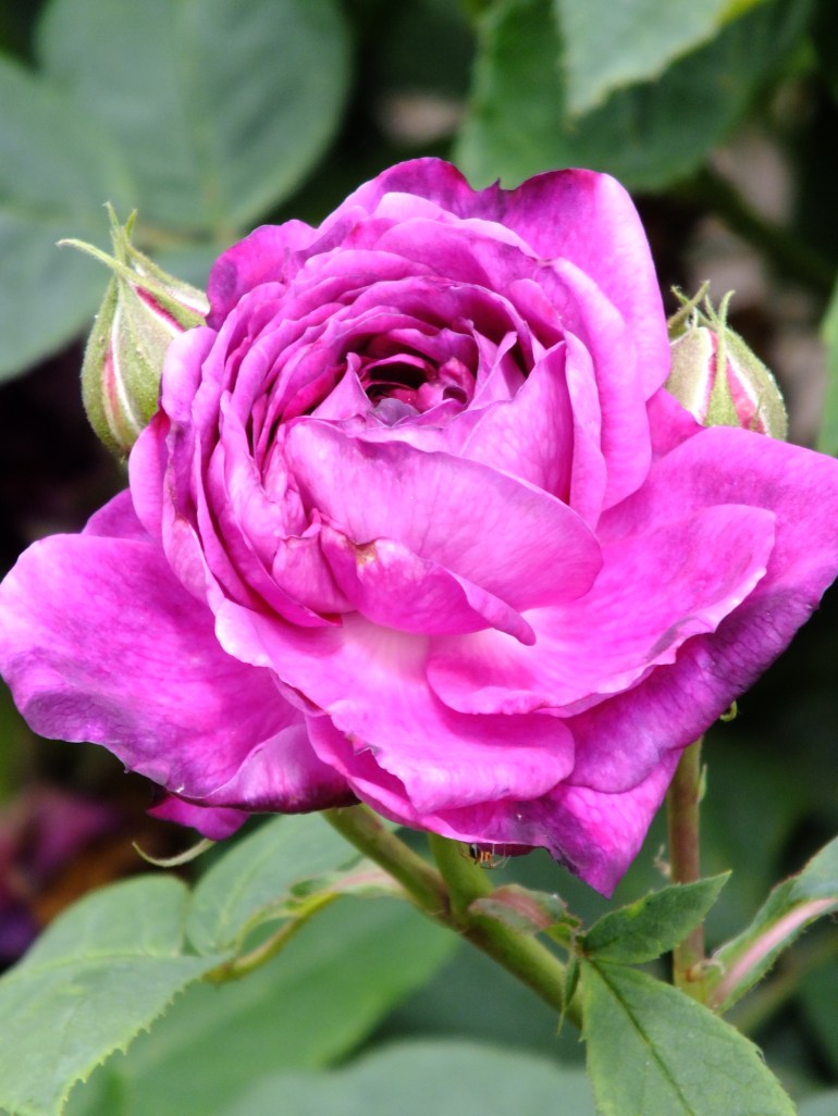 Rose Heaven – The New Season at Petersham Nurseries – The Teddington ...