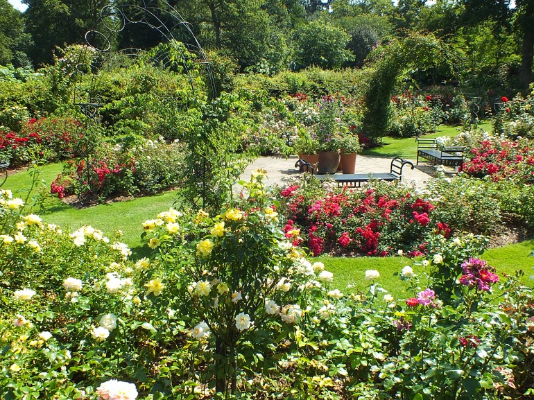 RHS Wisley – a Rose Garden, a walk in the Woods, another Rose Garden, a ...