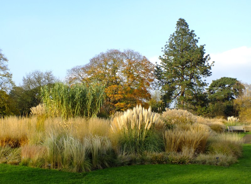 Golden brown, texture like sun – the Grass Borders at Kew Gardens – The ...