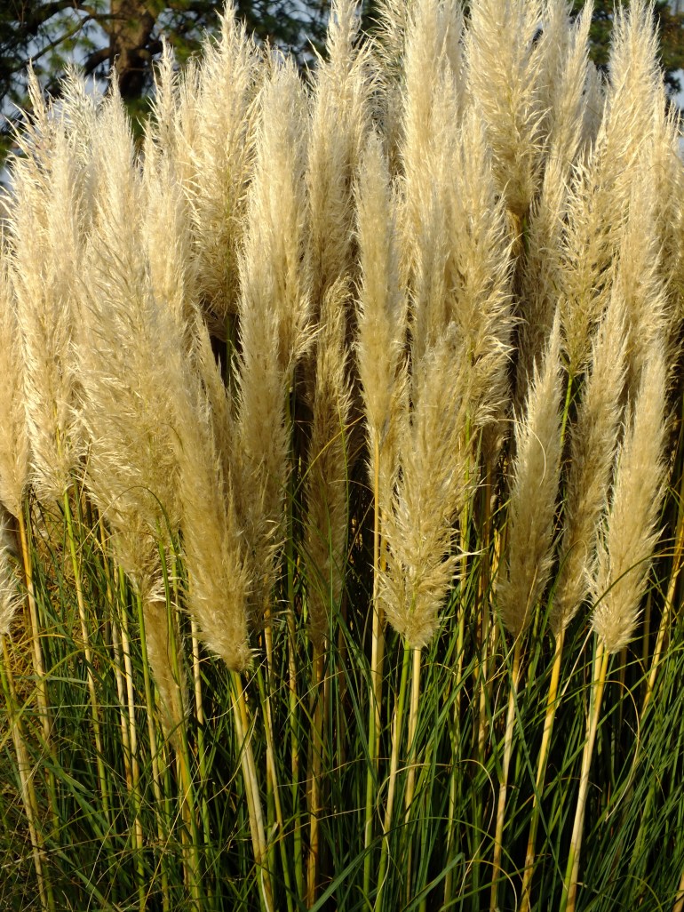 Golden brown, texture like sun – the Grass Borders at Kew Gardens – The ...