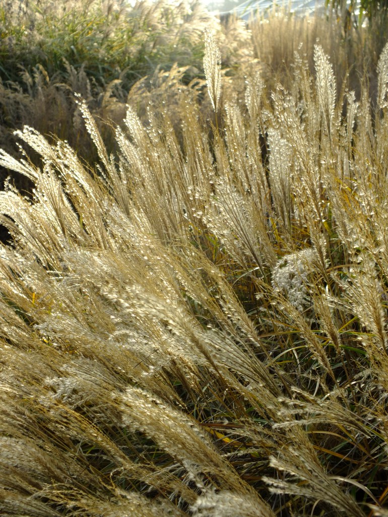 grasses – The Teddington Gardener