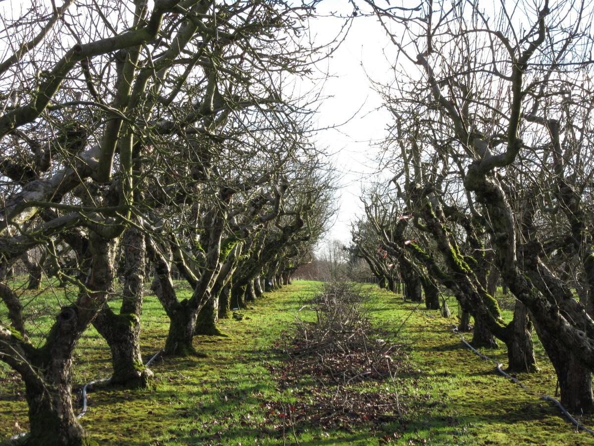 Up the Apples and Pears – A Fruity Tour of RHS Wisley: Fruit ...