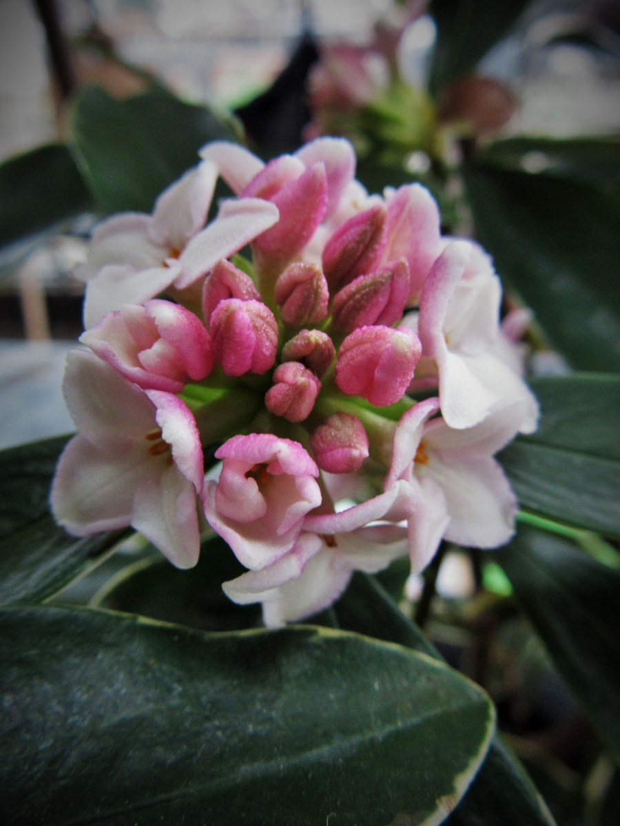 Daphne odora Aureomarginata, Edgeworthia chrysantha, Double Primulas ...