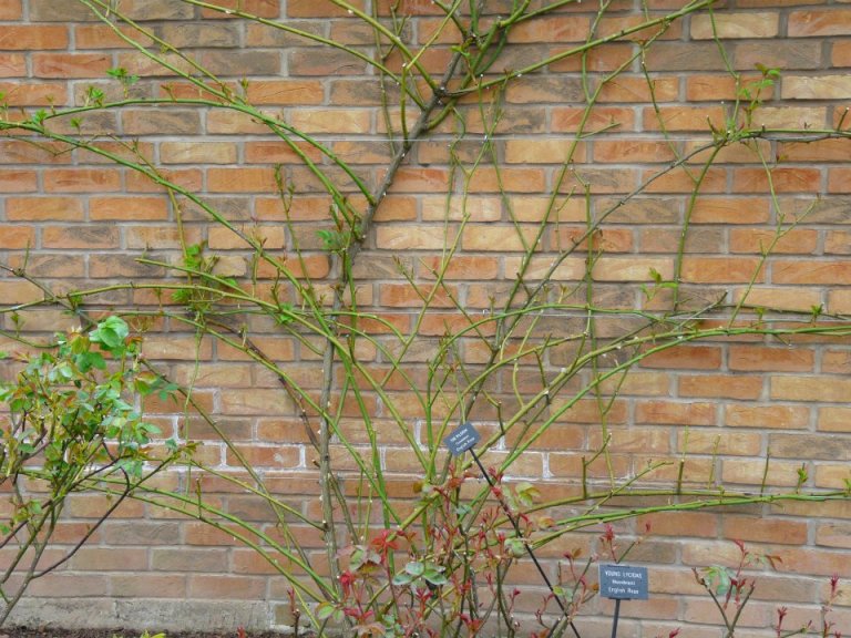 David Austin at Albrighton – some roses I pruned earlier! (A March ...